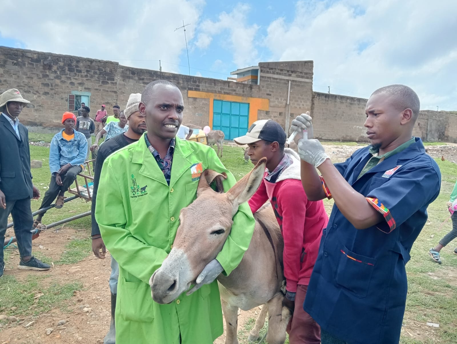 Farmers laud African heads for ending donkey slaughter business – Kenya ...
