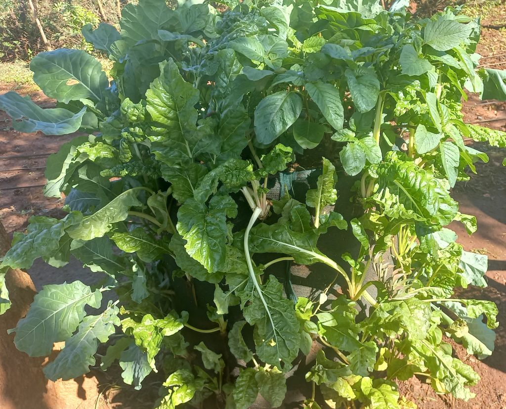 GAIN Unveils vegetable food system Kenya – KNA
