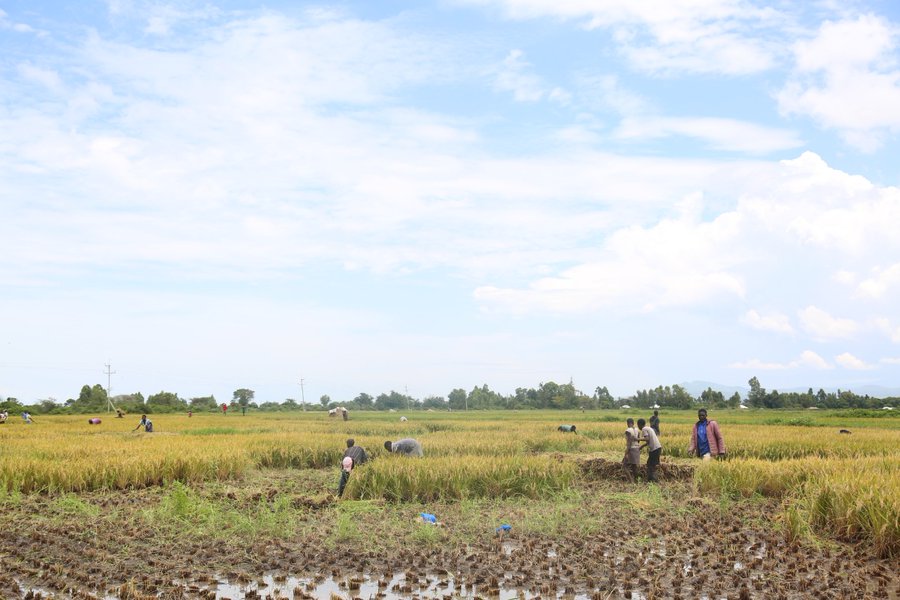 Lower Kuja Irrigation Scheme to Benefit 197,000 Persons after ...