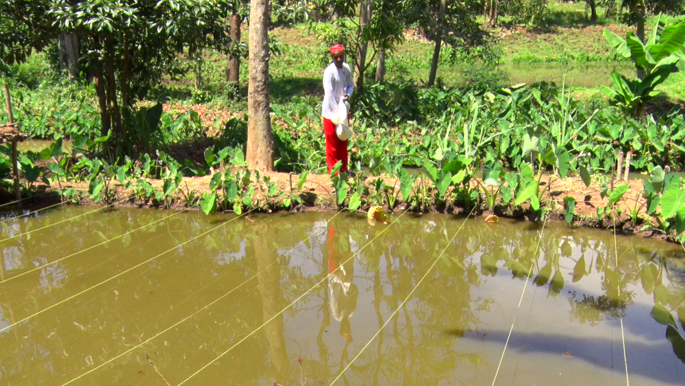 How fish farming in ponds is changing the lives of Migori people ...