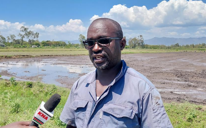 Govt partners with KiliMOL to modernise rice farming – Kenya News Agency