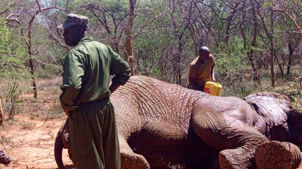 Aging Masinga elephant translocated to Tsavo West Park – Kenya News Agency