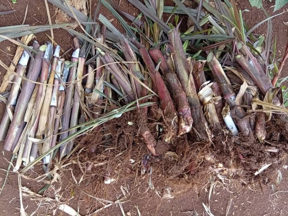 Australian red napier grass transforming dairy farming – Kenya News Agency